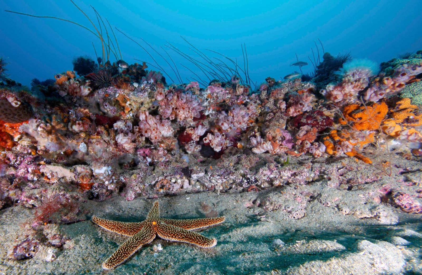 ‘Like an underwater national park’: Catching up with Gray’s Reef ...